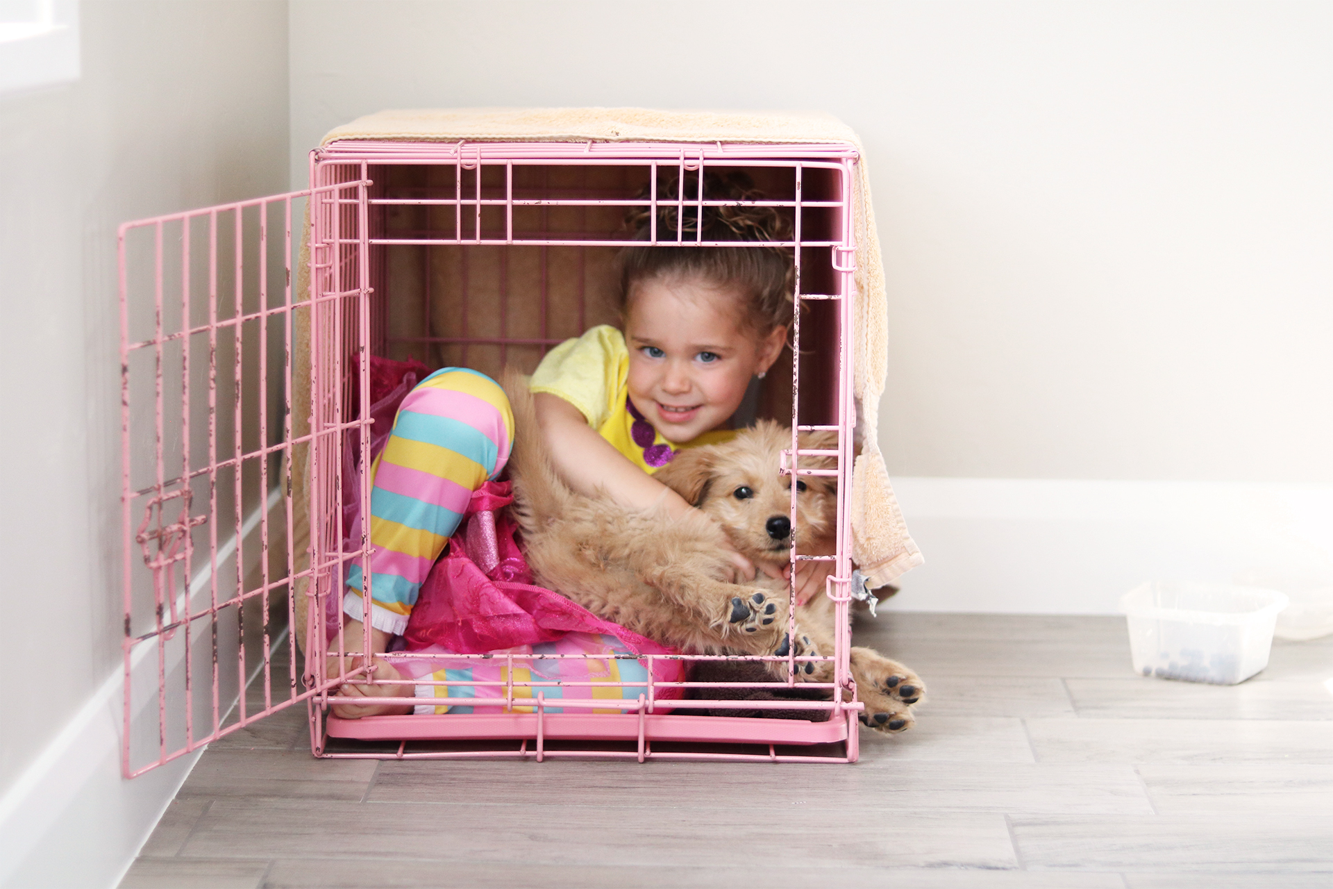 How we Trained our Mini-Goldendoodle - Life Sprinkled